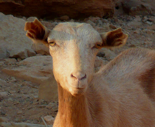 Capra dal muso affilato e occhi d’ambra; capra che cambia in poche ore ...